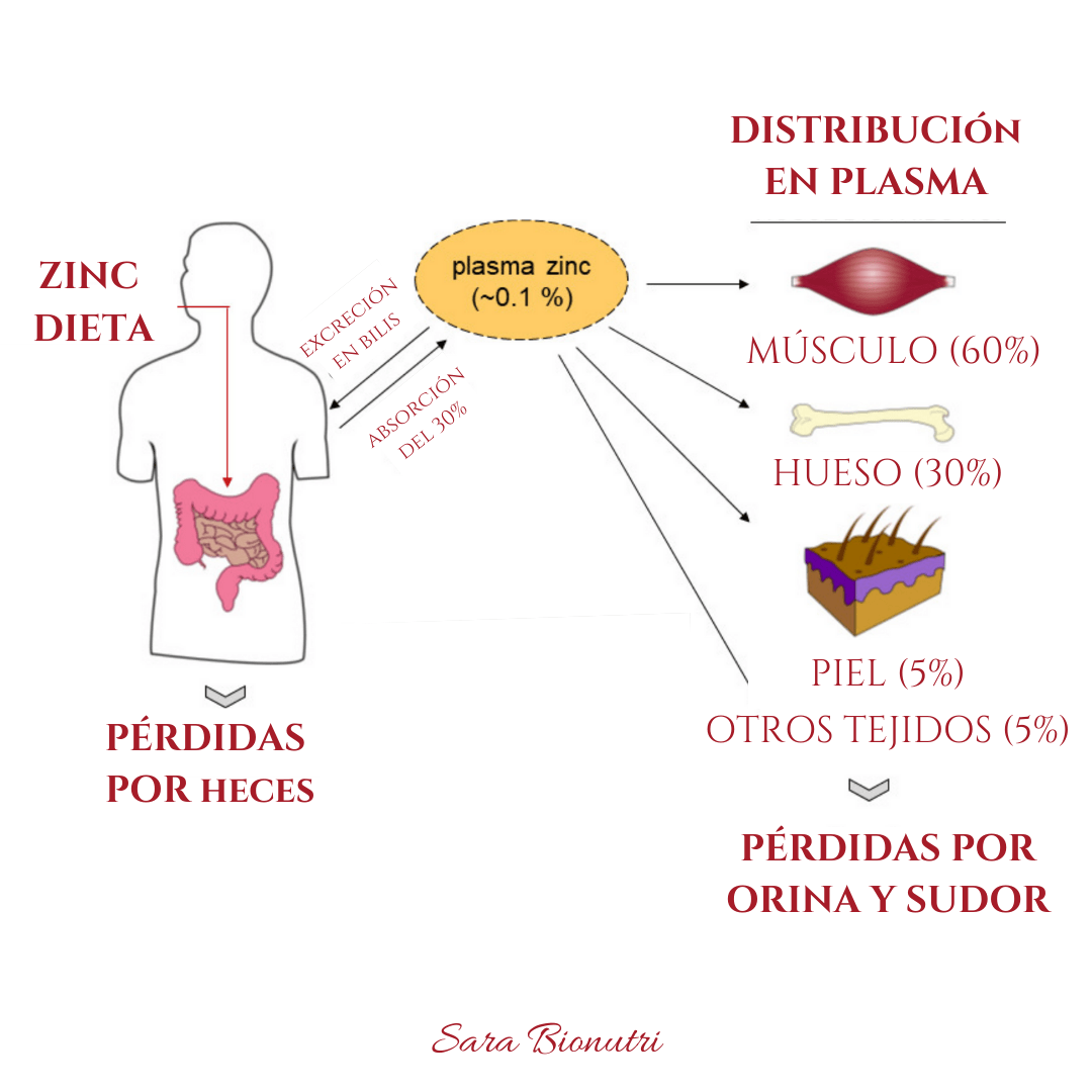 Zinc: cómo funciona y por qué es esencial – Sara Bionutri